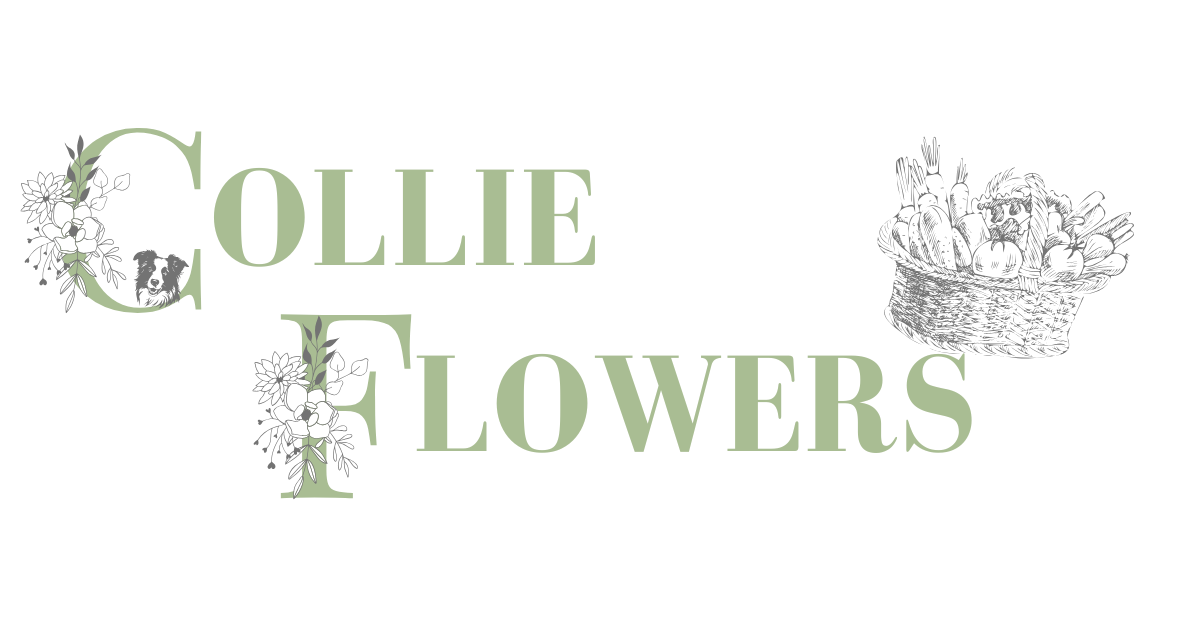 Erigeron Growing Guide | How to Sow and Grow Erigeron – Collie Flowers Ltd