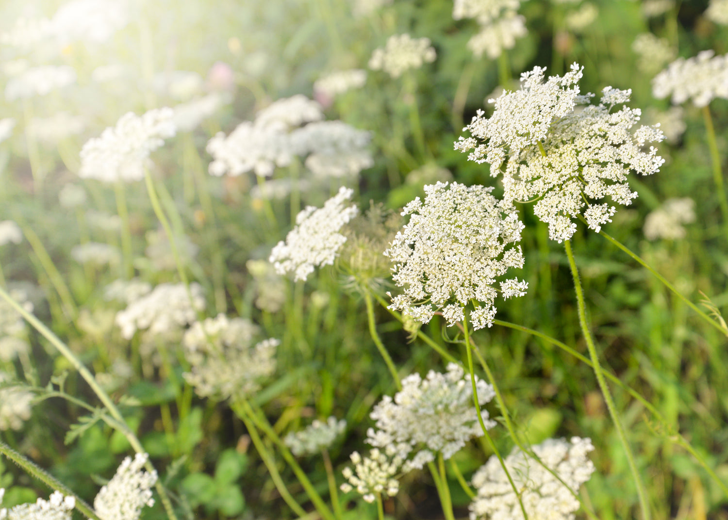 Ammi Majus Growing Guide | How to Sow and Grow Ammi – Collie Flowers Ltd